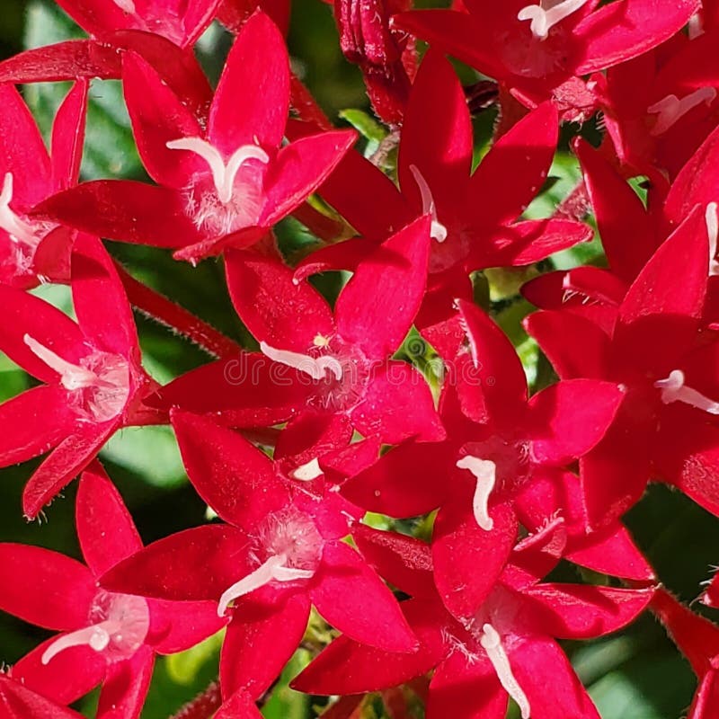 Penta close-up stock photo. Image of plant, closeup - 163774492