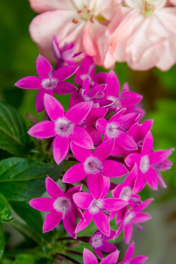 Pentas foto de archivo. Imagen de hermoso, color, primer - 31721284
