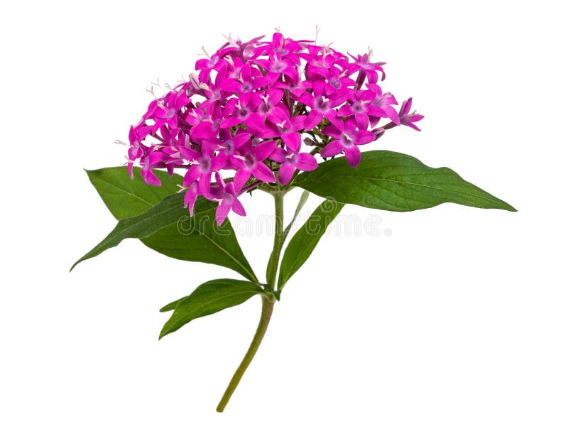Pentas flowers stock photo. Image of natural, garden - 161153802