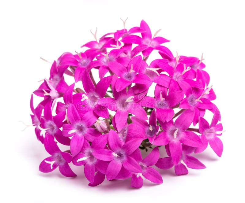 Pentas flowers stock image. Image of purple, egyptian - 158658635