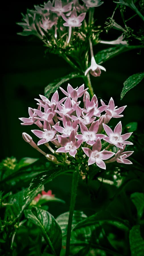 Pentas Lanceolata Bloom in Pink Stock Image - Image of wildflower, herb ...