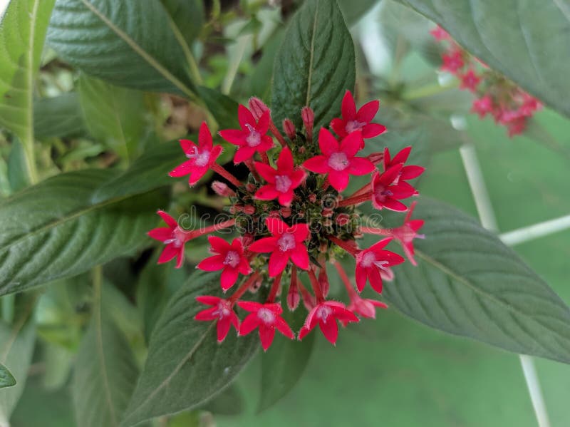 Close Up of Pentas Lanceolata (Egyptian Star Flower) Yellow Color ...