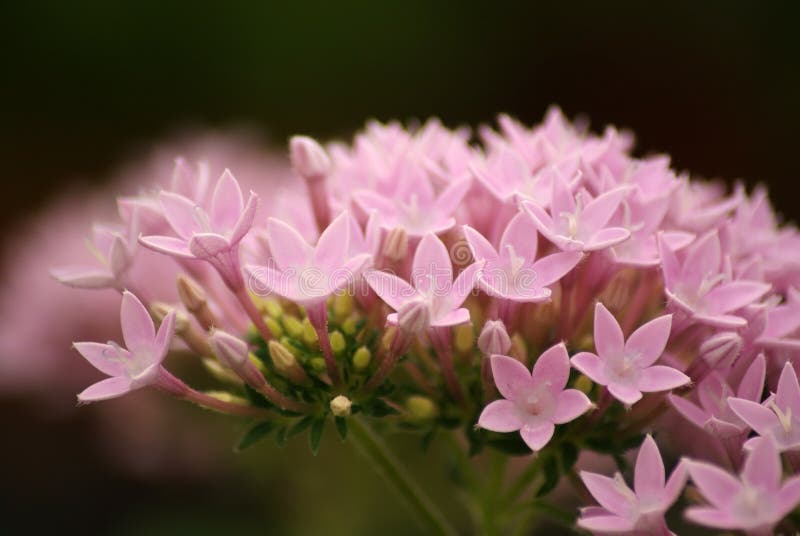 Les Pentas Roses Fleurissent Vertical Image stock - Image du lumineux ...