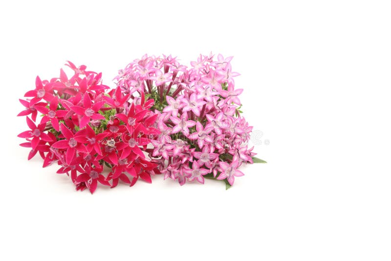 Pentas in a White Background Stock Photo - Image of cluster, pink: 74389648