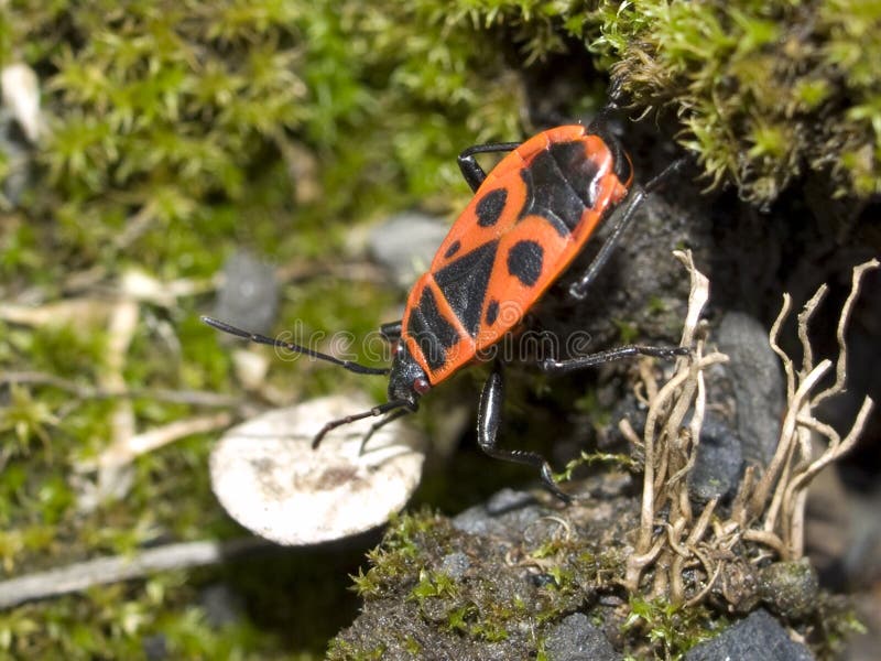 Pentatomid stock image. Image of macro, summer, wildlife - 16481079