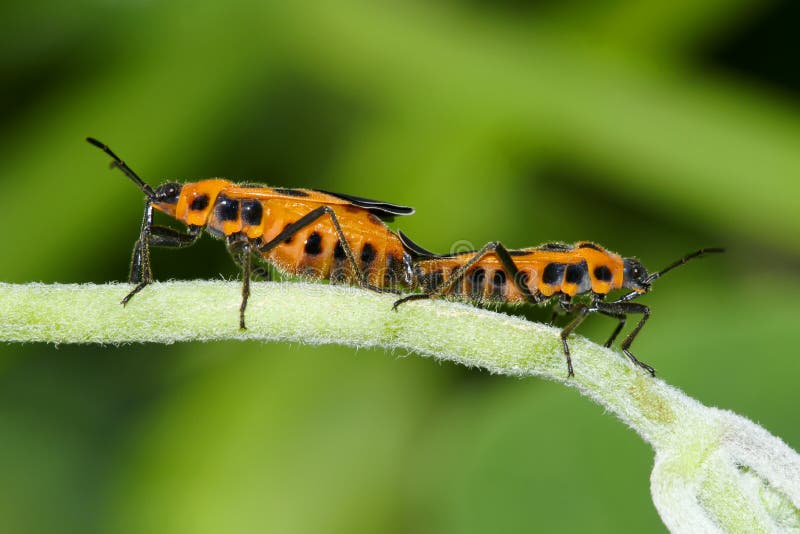 Pentatomidae stock photo. Image of macro, grass, pentatomidae - 20106950