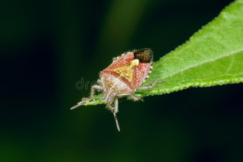 Pentatomidae stock photo. Image of wild, insect, macro - 20289246