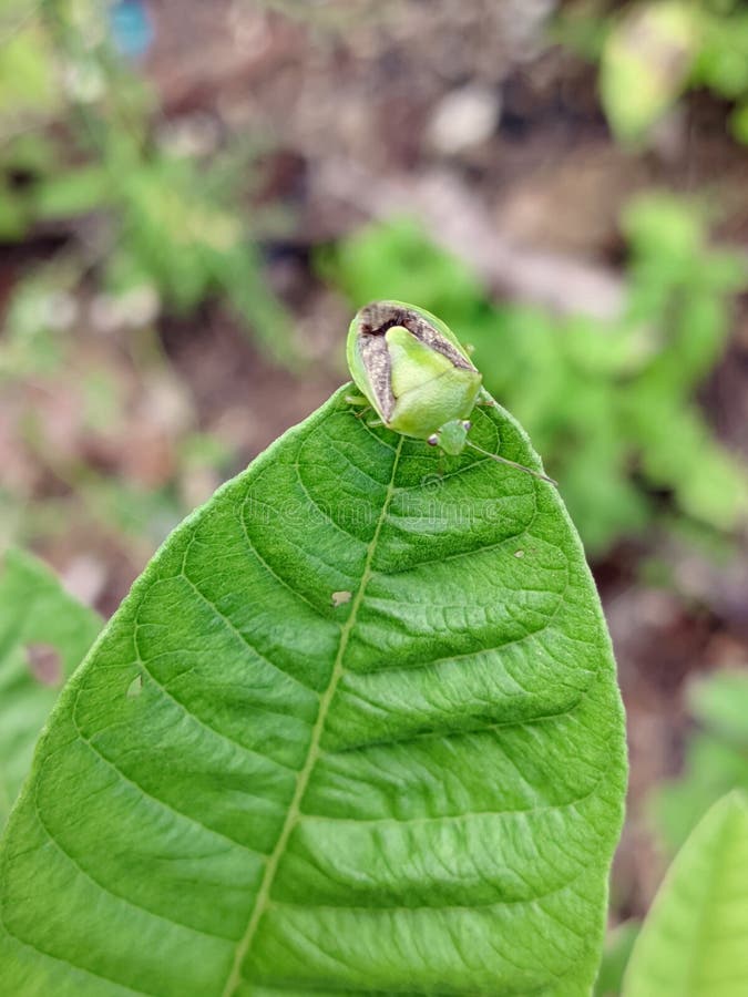 (Pentatomidae) or Leaf Ladybugs Stock Image - Image of butterfly, plant ...