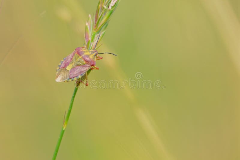 Pentatomidae stinkbug stock photo. Image of wild, animal - 271848600