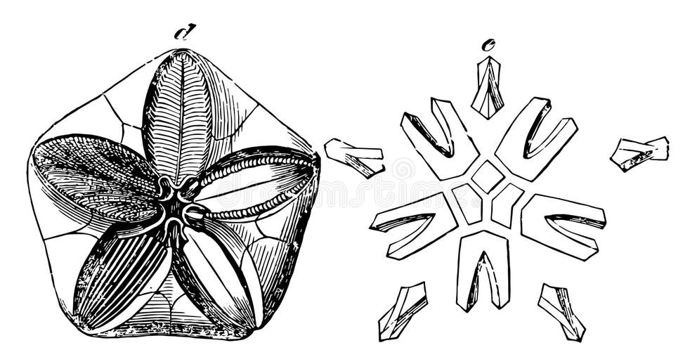 Crinoids Illustration Stock Illustrations 25 Crinoids Illustration Stock Illustrations