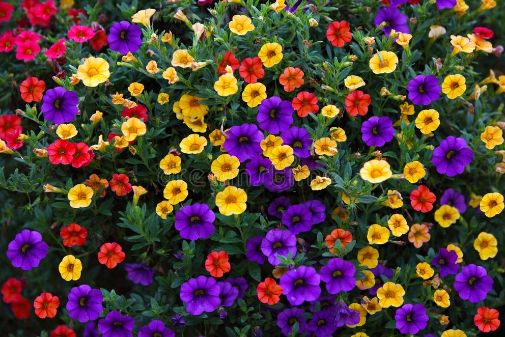 328 Geranium Border Background Stock Photos - Free & Royalty-Free Stock ...