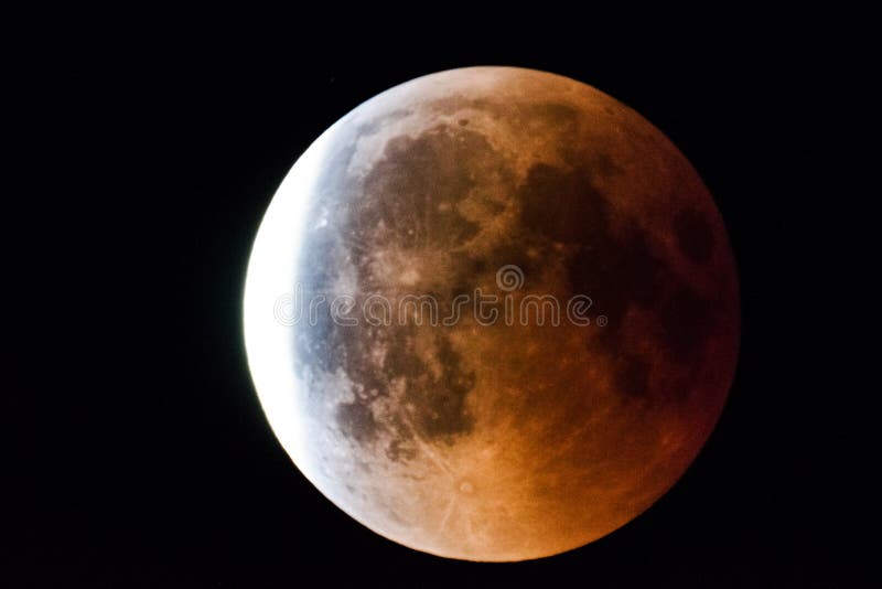 Light Phase Red Tailed Hawk Portrait Stock Image - Image of head ...