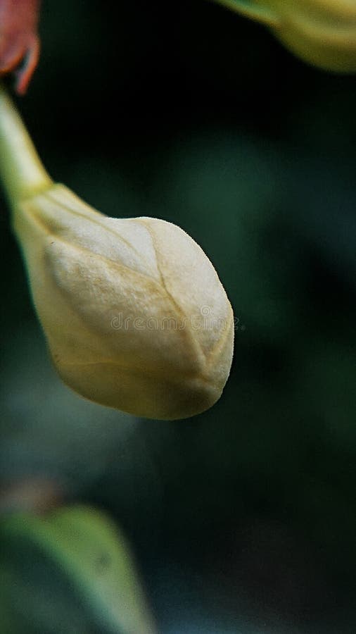 Peo White Flowers Captured Sony Mark5 Mobile Stock Photo - Image of ...