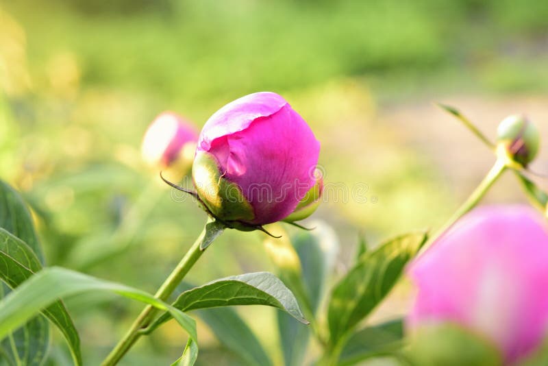 Peon stock image. Image of nature, peony, leaf, freshness - 101408201