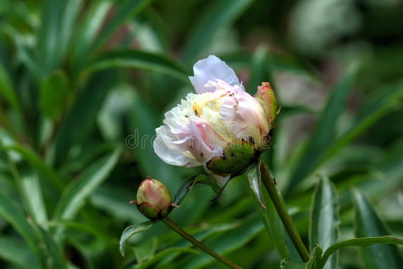 Peon. Cultivated flower. stock image. Image of bloom - 108449495