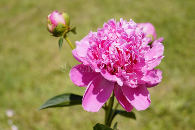 Peone stock photo. Image of peone, flowers, natures - 149020282