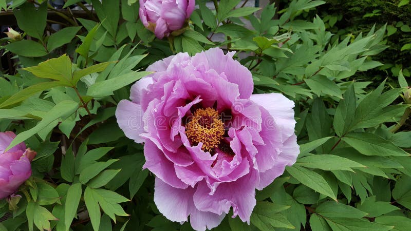 Peoni stock image. Image of peoni, forest, norwegian - 96379403