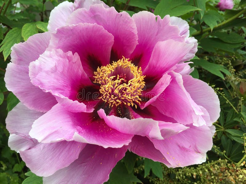Peonia Gigante Nella Viola Rosa Immagine Stock - Immagine di ...