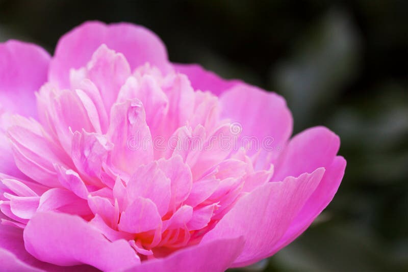 Peonia rosa immagine stock. Immagine di naughty, peonia - 42351013