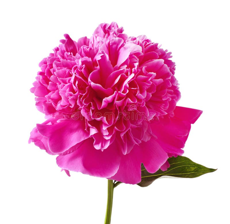 Peonia rosa fotografia stock. Immagine di giardino, colorato - 56548610