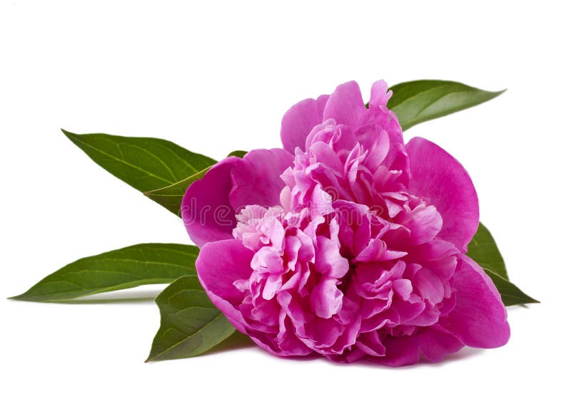Peonia rosa fotografia stock. Immagine di luminoso, isolato - 70982434