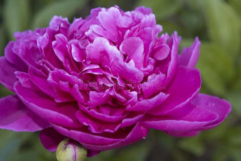 Peonia rosa fotografia stock. Immagine di colpo, rosa - 93633880