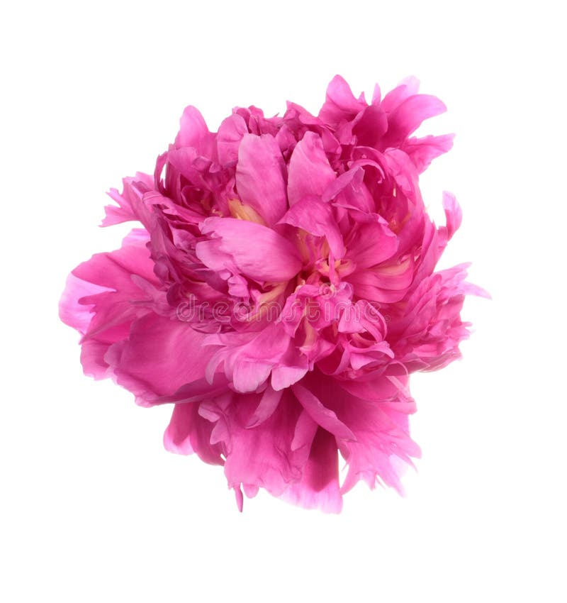 Peonia rosa fotografia stock. Immagine di bellezza, flora - 52204150