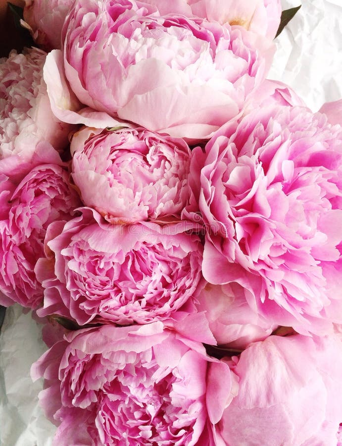 Splendide Peonie Rosa, Garofani Gialli E Rose Fotografia Stock ...