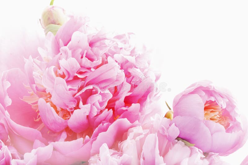 Peonie rosa immagine stock. Immagine di fioritura, bianco - 50499861