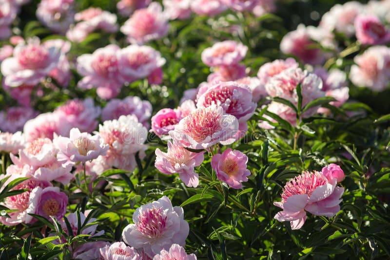Peonie Rosa E Bianche Nel Giardino Fotografia Stock - Immagine di ...