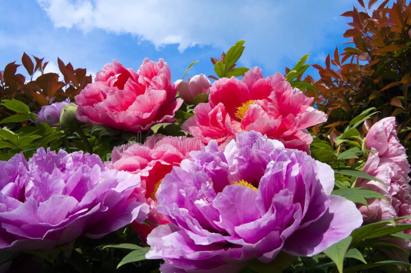 Texas Wildflowers stock photo. Image of field, garden, wildflowers - 395978