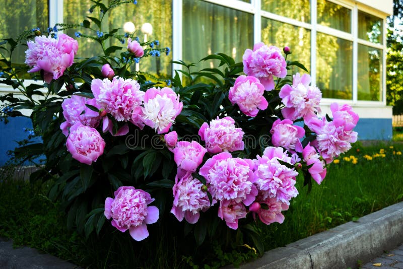 Beautiful white peonies stock photo. Image of plant, pink - 68555632