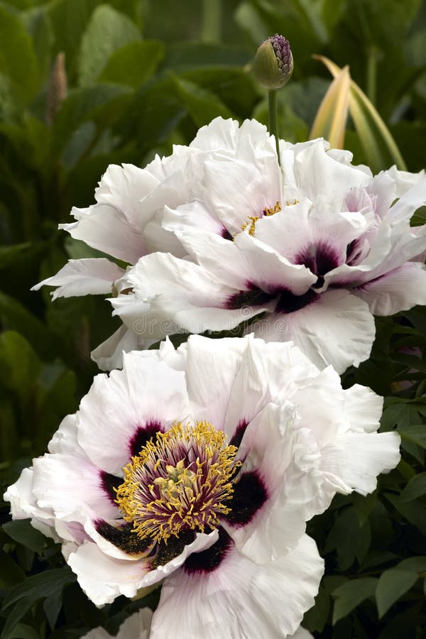 Peonies stock image. Image of blossom, opening, freshness - 55089147