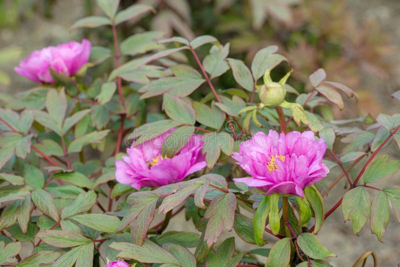Peonies Blooming in Spring Garden Stock Image - Image of peony, gardens ...