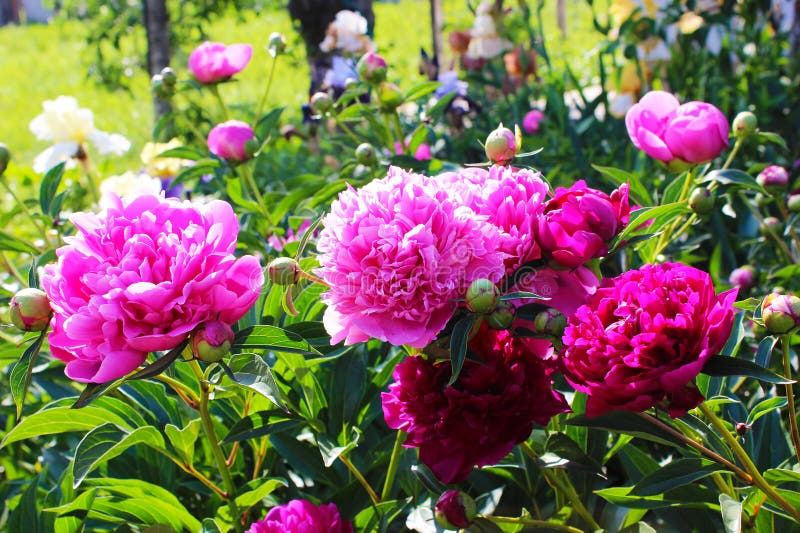 Peonies bright colors stock photo. Image of peonies, royal - 78888318