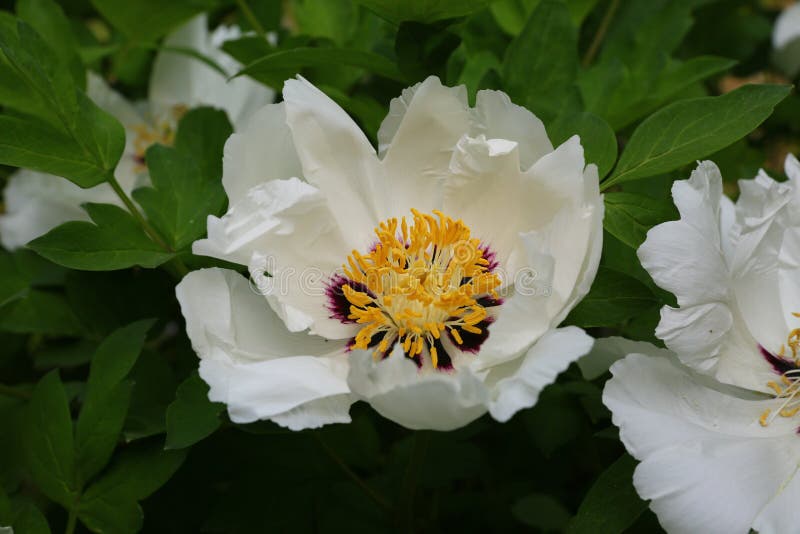 Peonies in a Colorful Garden in Spring Stock Photo - Image of devise ...