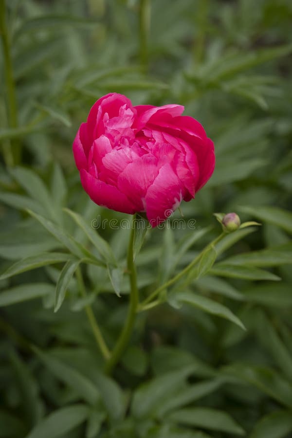 Peonies Flower Bloom on Background of Blurry Peonies Flower in Peonies ...