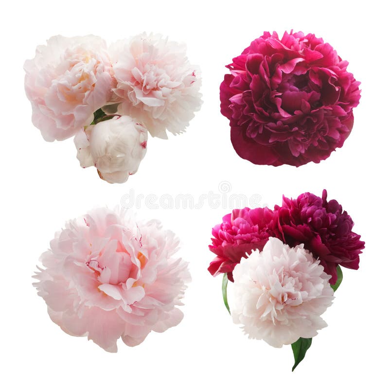 Peonies Flower Isolated on White Background Stock Image - Image of ...