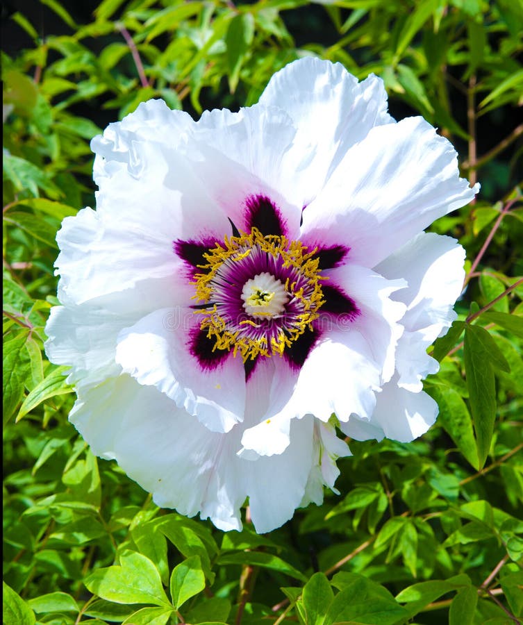 Peonies. Flowers Peonies. Flowering Bush of Pink Tree Peony Stock Photo ...
