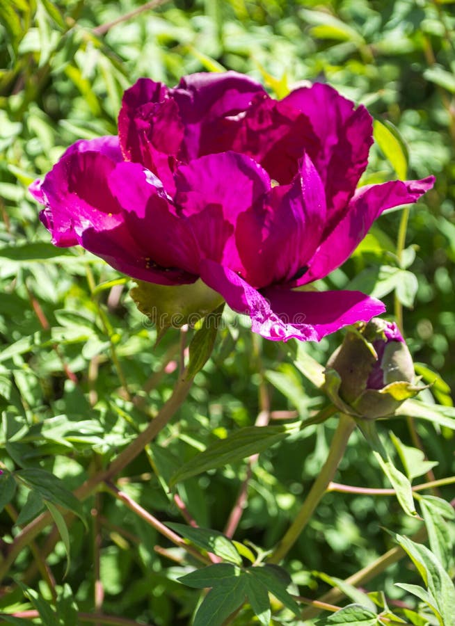 Peonies . Flowers Peonies. Flowering Bush of Pink Tree Peony Stock ...
