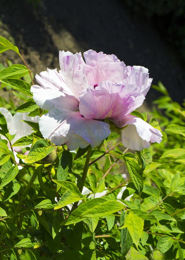 Peonies. Flowers peonies stock photo. Image of blooming - 106385298