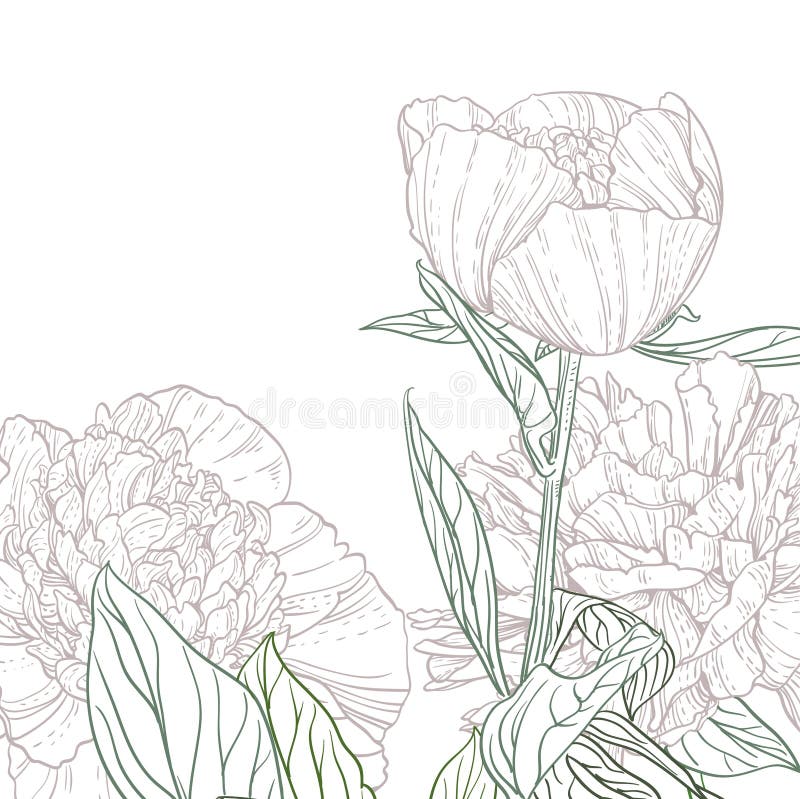 Peonies line art stock vector. Illustration of romance - 41301463