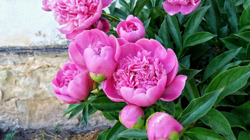 Peonies stock photo. Image of flower, peonies, peony - 251279414