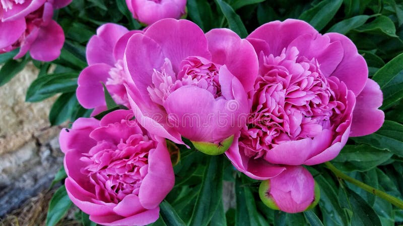 Peonies stock photo. Image of shrub, rose, bouquet, peony - 251279500