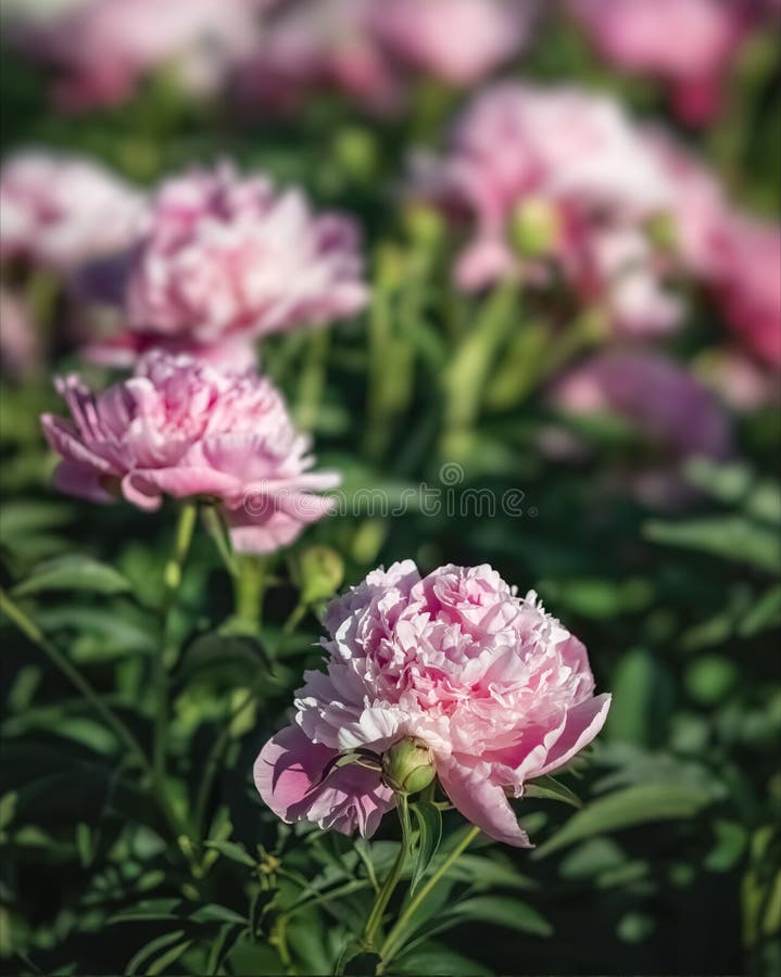 Peonies in sunlight stock image. Image of colorful, head - 219331165