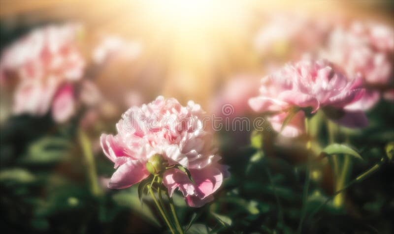 Peonies in sunlight stock photo. Image of nature, color - 219331168
