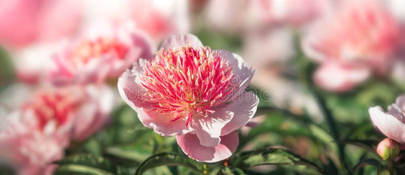 Peonies in sunlight stock photo. Image of peony, botany - 219331170