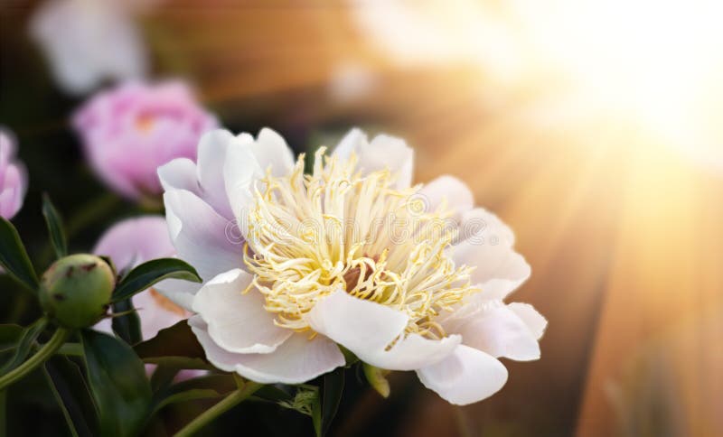 Peonies in sunlight stock image. Image of detail, nature - 219331195