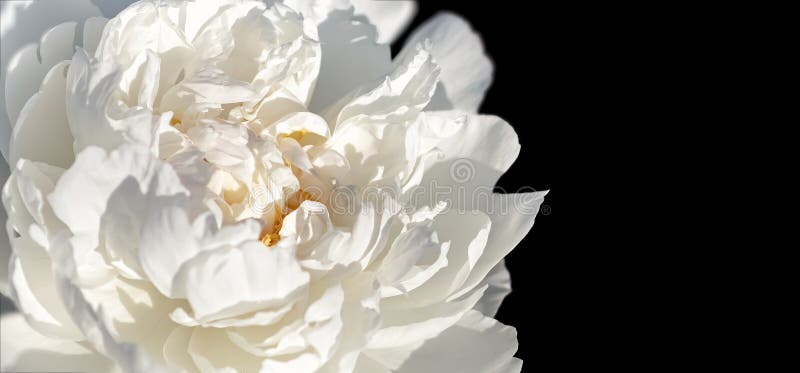 Peonies in sunlight stock photo. Image of gift, peonies - 219331204