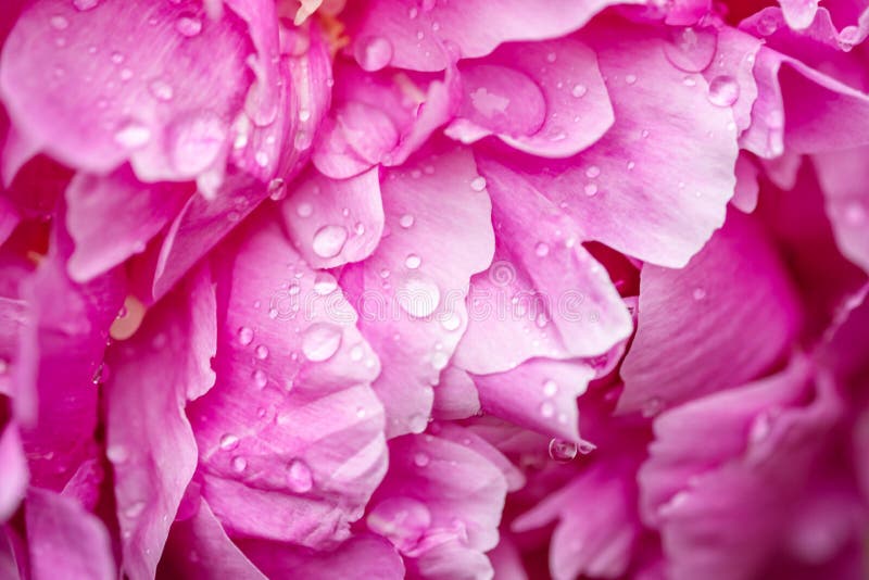 Peonies with Water Drops Close-up. Peony Flowers Background Stock Image ...
